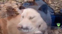狗狗的这几种常见疾病,主人可以这样治疗