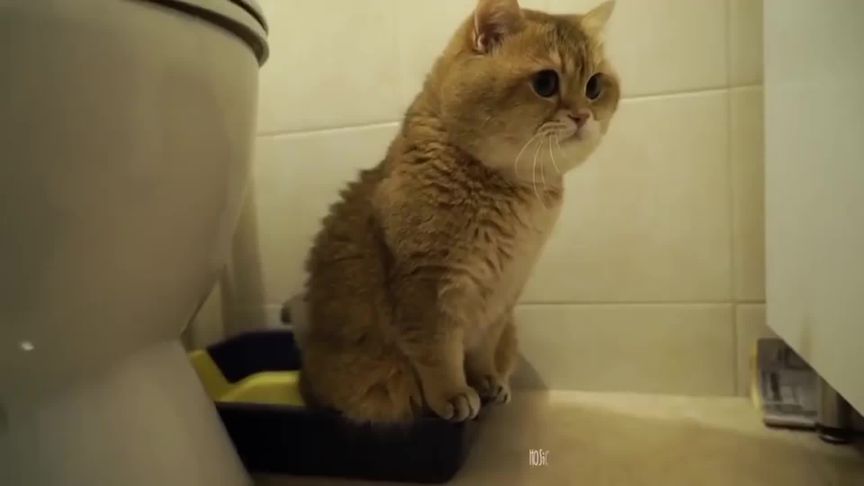 猫咪上厕所,管你有没有猫砂,刨还是要的