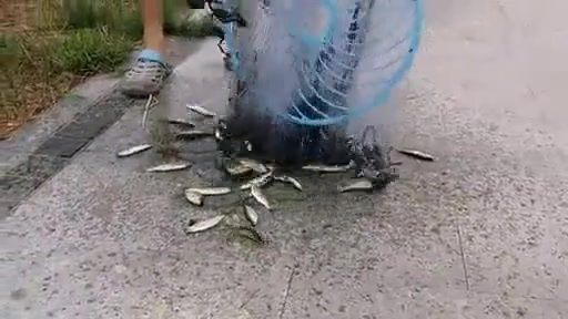 飞盘式渔网美式手抛网捕鱼撒网视频,教你撒网捕鱼