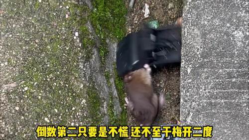 倒数第二只要是不慌,还不至于梅开二度!
