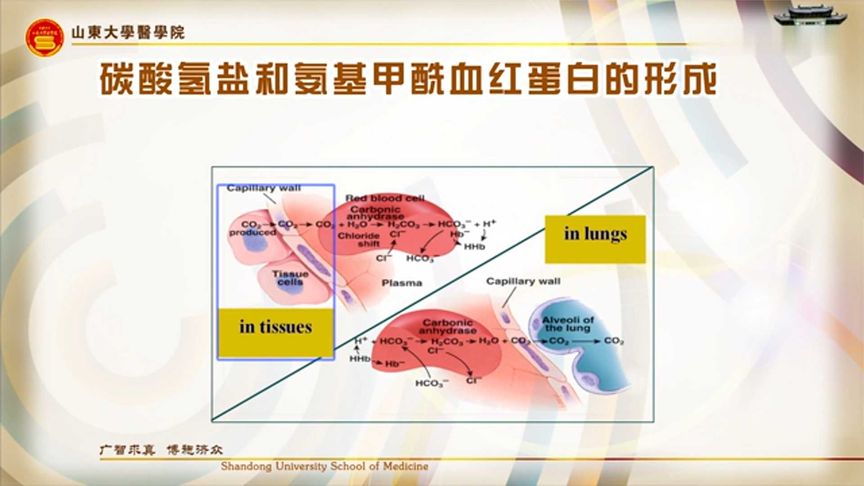 医学生理学:6.2.3呼吸系统—气体交换与运输(三)