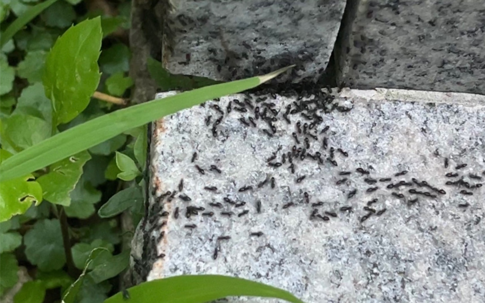 密恐慎入 爬出残影的黑蚂蚁 爬行速度太可怕!比百米冲刺还快! 随手拍 ...