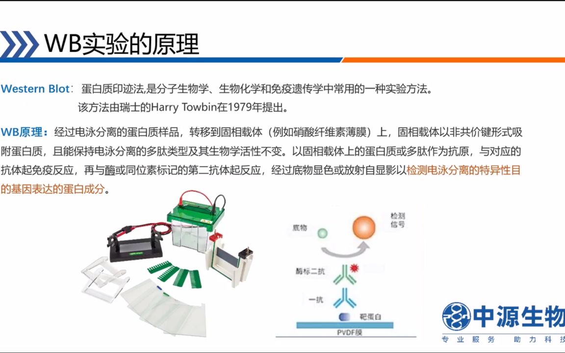 Western Blot实验原理及操作指南