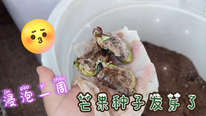 吃完的芒果核别扔,浸泡一周长出芽来了,把它种起来,能当清新剂