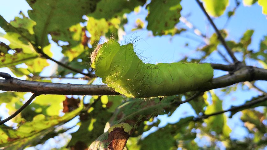 东北小伙带你看蚕场里的蚕怎样作茧,今年蚕茧20元一斤你看值吗?