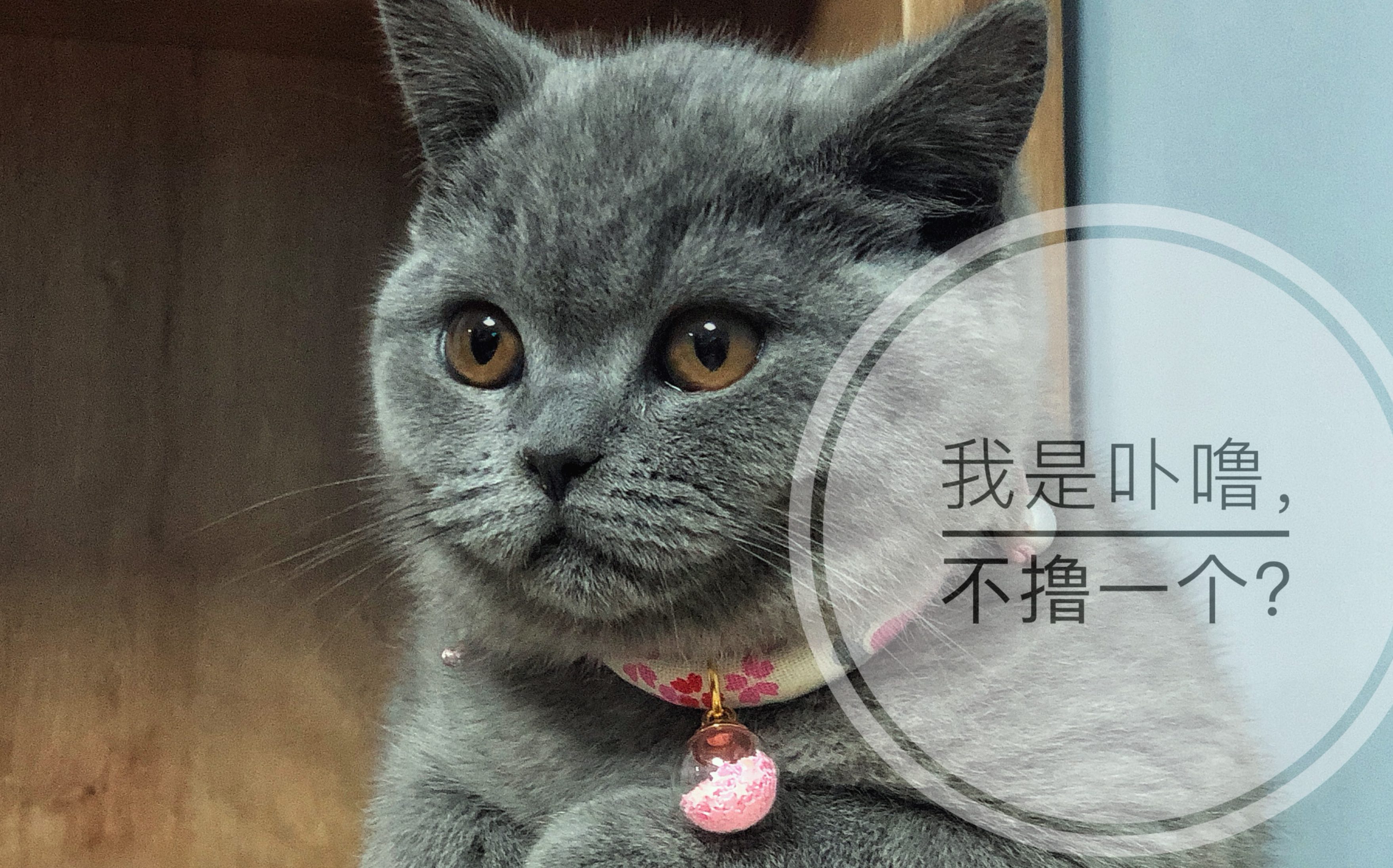 我家卟噜㊁03—给猫Diy一个简易猫爬架吧