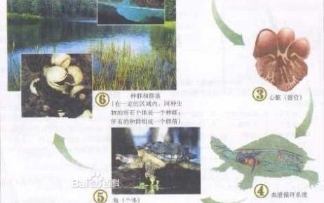 高中生物必修一之生命系统的结构层次