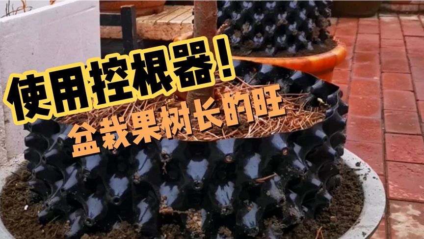 二叔用花盆栽果树,使用控根器,根系长的旺,不烂根。