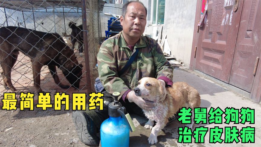 最简单的用药,老舅给狗狗治疗皮肤病有一套,就是毛孩子不太配合