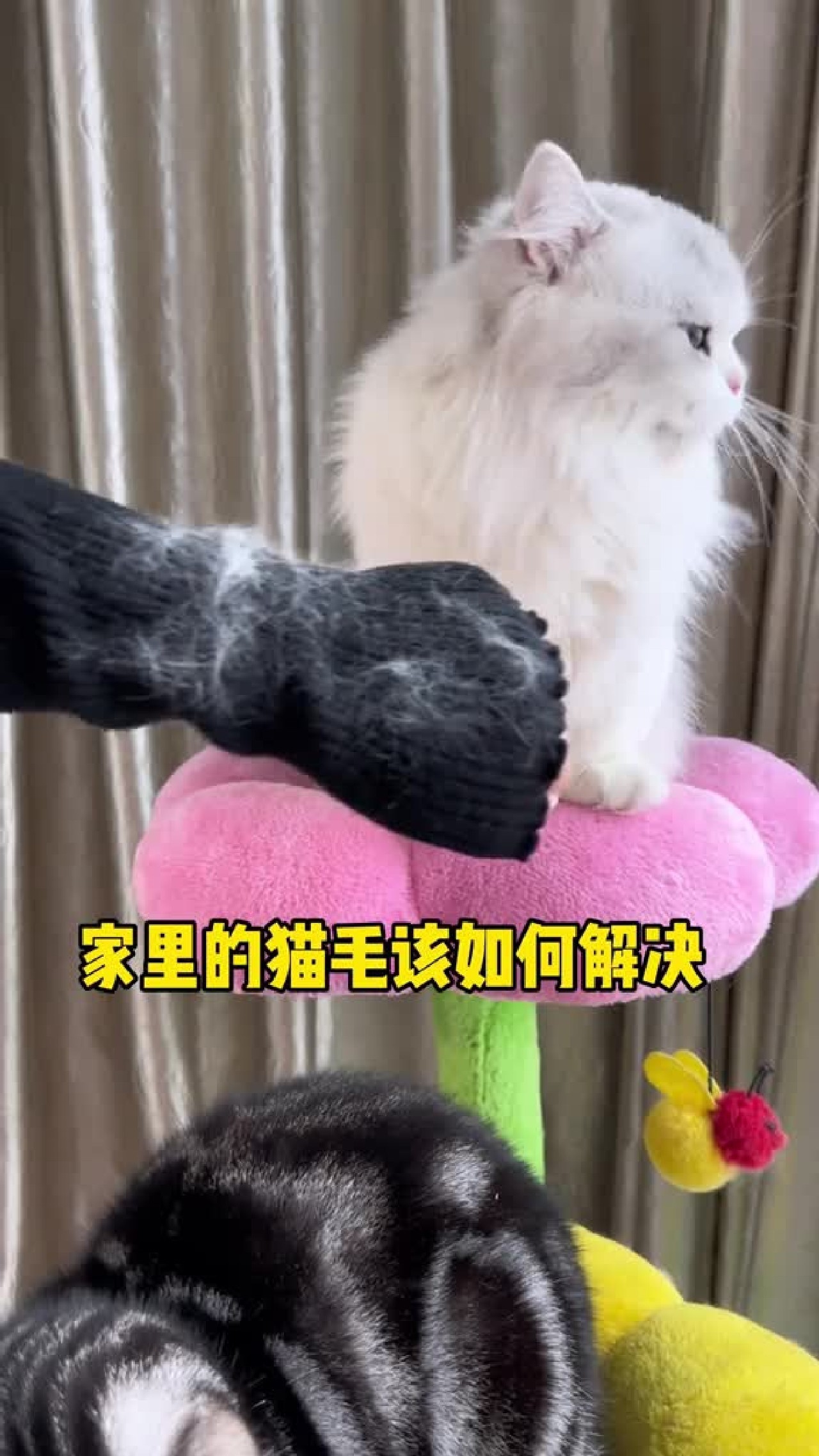 家里的猫毛该如何解决