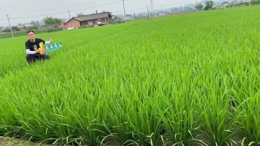 #杂交水稻 #水稻 #一份耕耘一份收获 #记录成长点滴