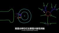可汗学院:人体解剖和生理 第74集 神经系统:神经递质受体类型