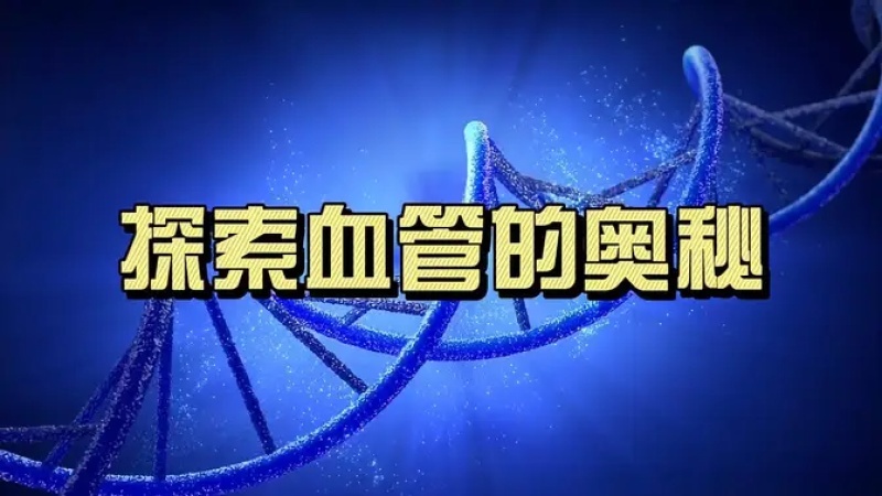 带你探索人体血管的奇妙世界
