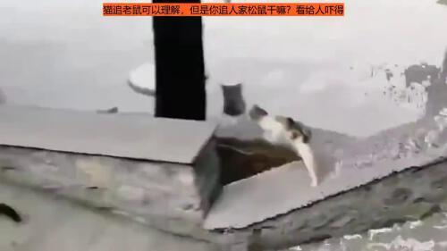 猫追老鼠可以理解,但是你追人家松鼠干嘛?看给人吓得
