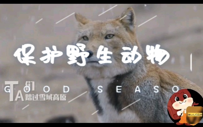 世界野生动物保护日,你知道吗?这些野生动物需要你的保护!