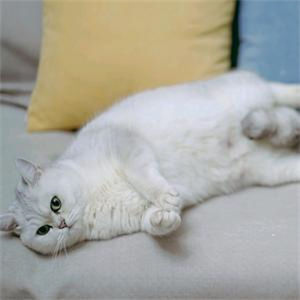 伊莉的憨憨生活