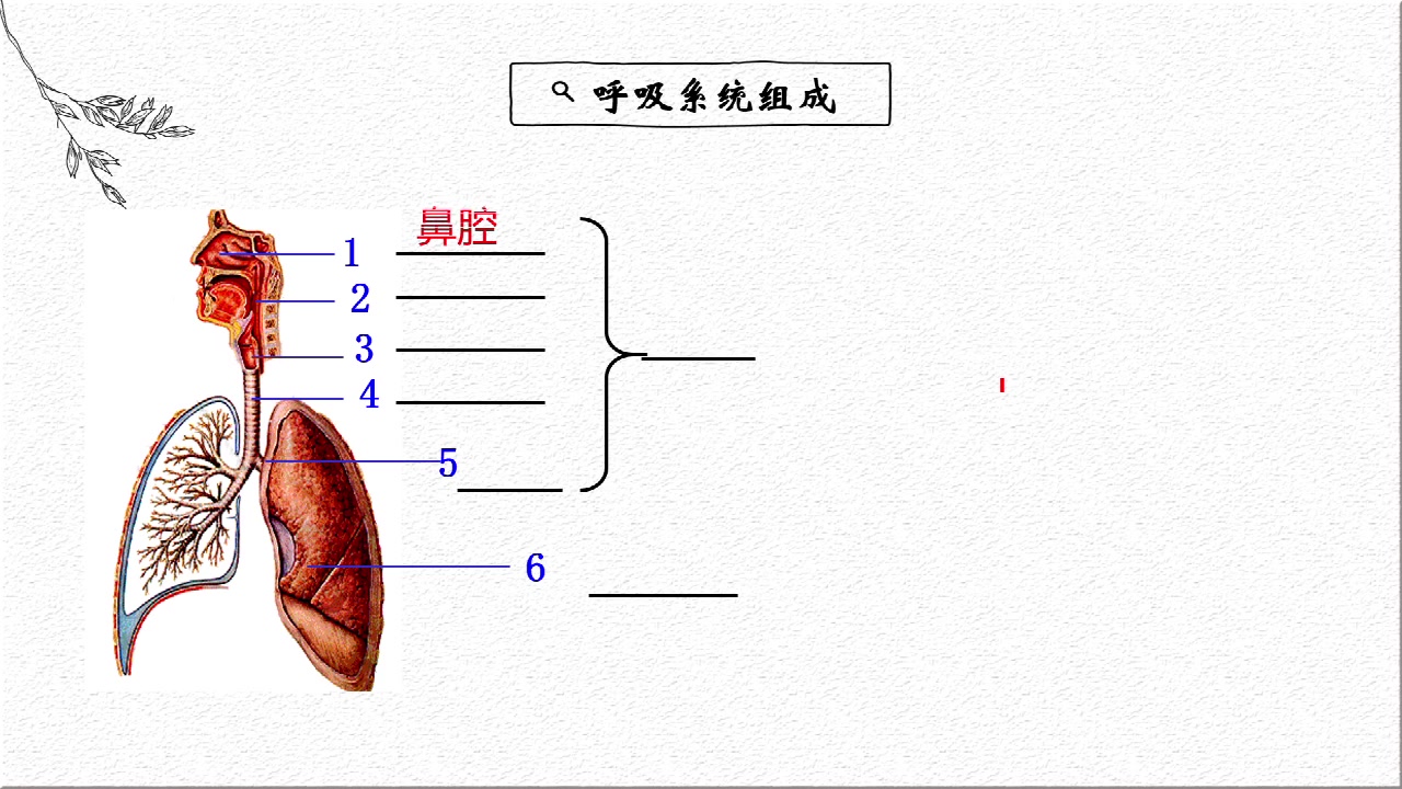 人体与外界的气体交换(济南版七年级生物下册)