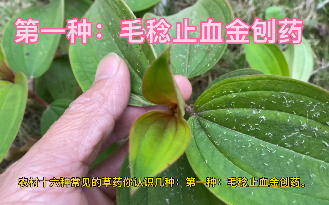 农村十六种常见的草药你认识几种?