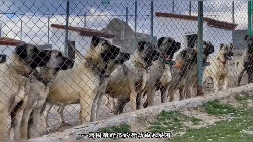 为对付猖獗野狼牧民将所有坎高犬组织起来野狼完蛋了