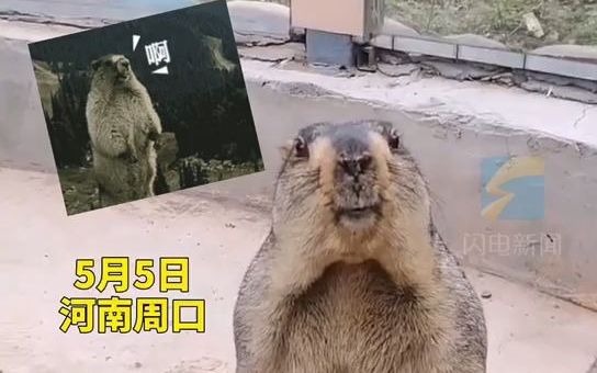 饲养员想训练土拨鼠表演网络表情 结果土拨鼠一脸懵