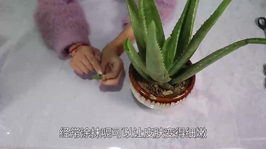 种的芦荟可以直接用来涂脸吗?好多人做错了,别再胡乱测试了