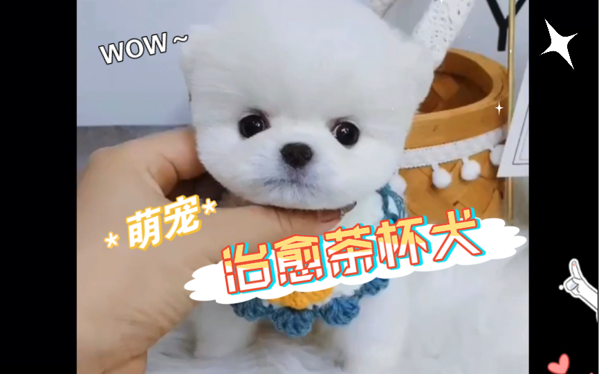 可以捧在手心里的宠物狗～《茶杯犬》