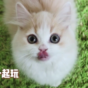 呵呵哒的小胖砸 