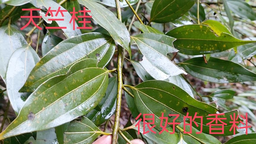 这种叫天竺桂的植物,有很好的药用价值,做香料也少不了这树皮