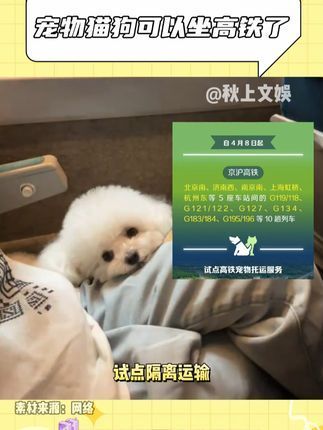 毛孩子可以坐高铁了!#宠物 #铁路12306 #托运 #高铁
