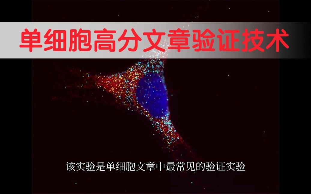 【干货】单细胞测序,SCI高分文章怎么做?如何进行验证?验证手段有哪...