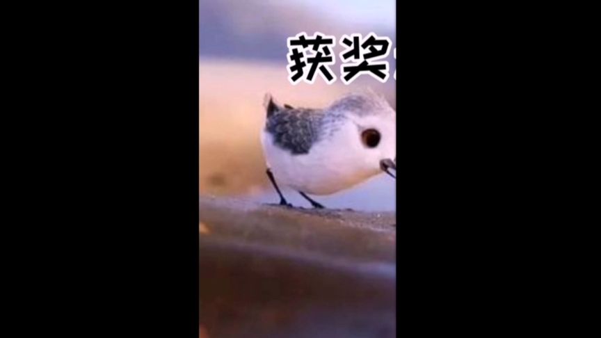 2016年获奖皮克斯超精致动画短片《鹬》视频