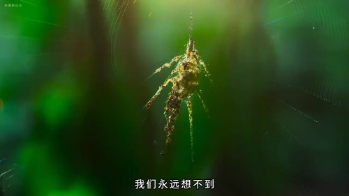 环纹蜘蛛建造模型不是为了艺术而是为了活下去