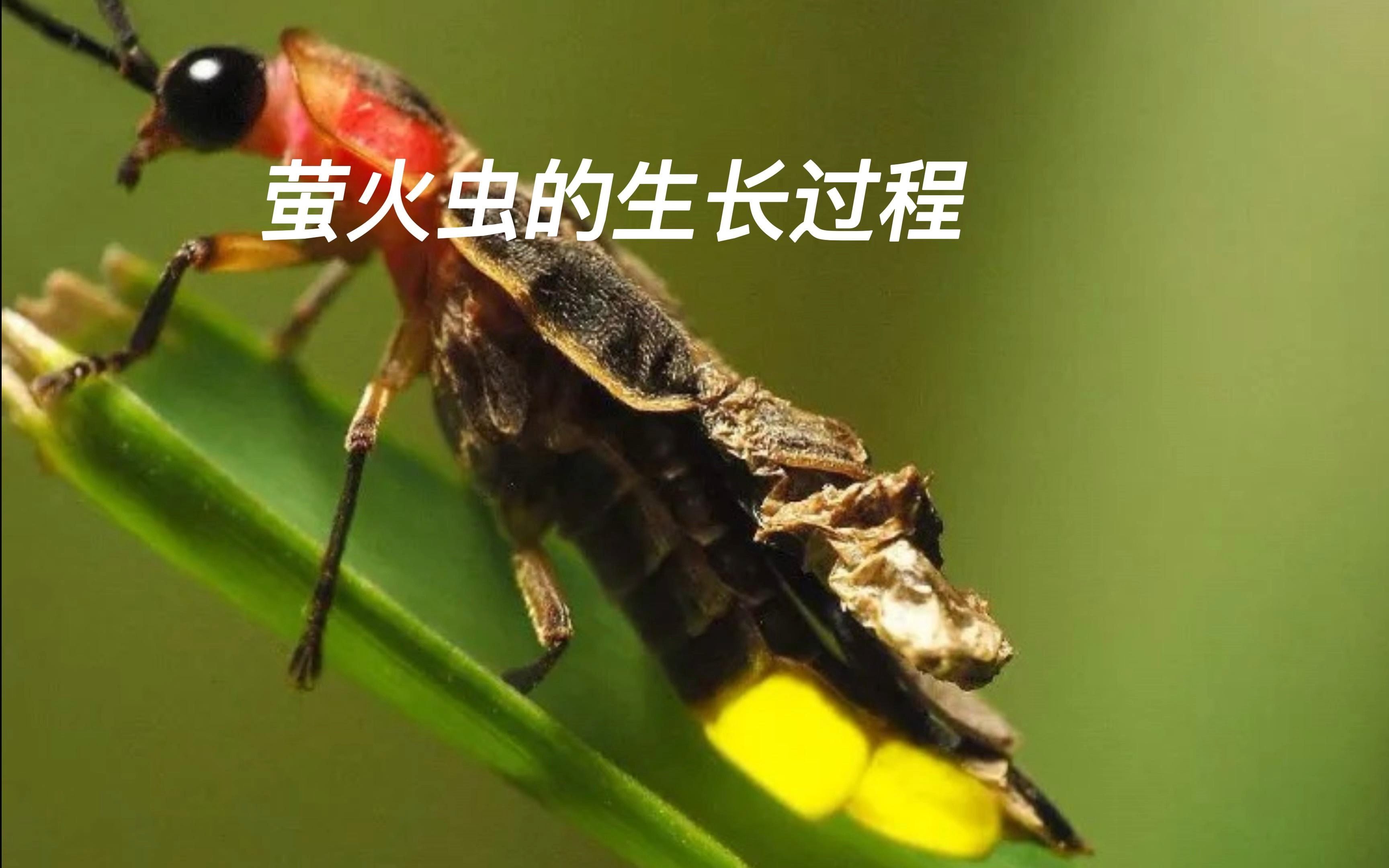 夜空中浪漫的萤火虫,它们的生长过程也很有趣哦!