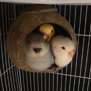 鹉林宝贝 