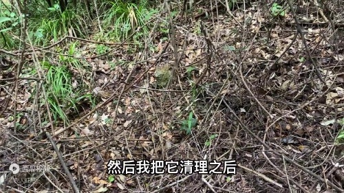 深山蔬花蛇菇现世,药用价值高!速来认识!