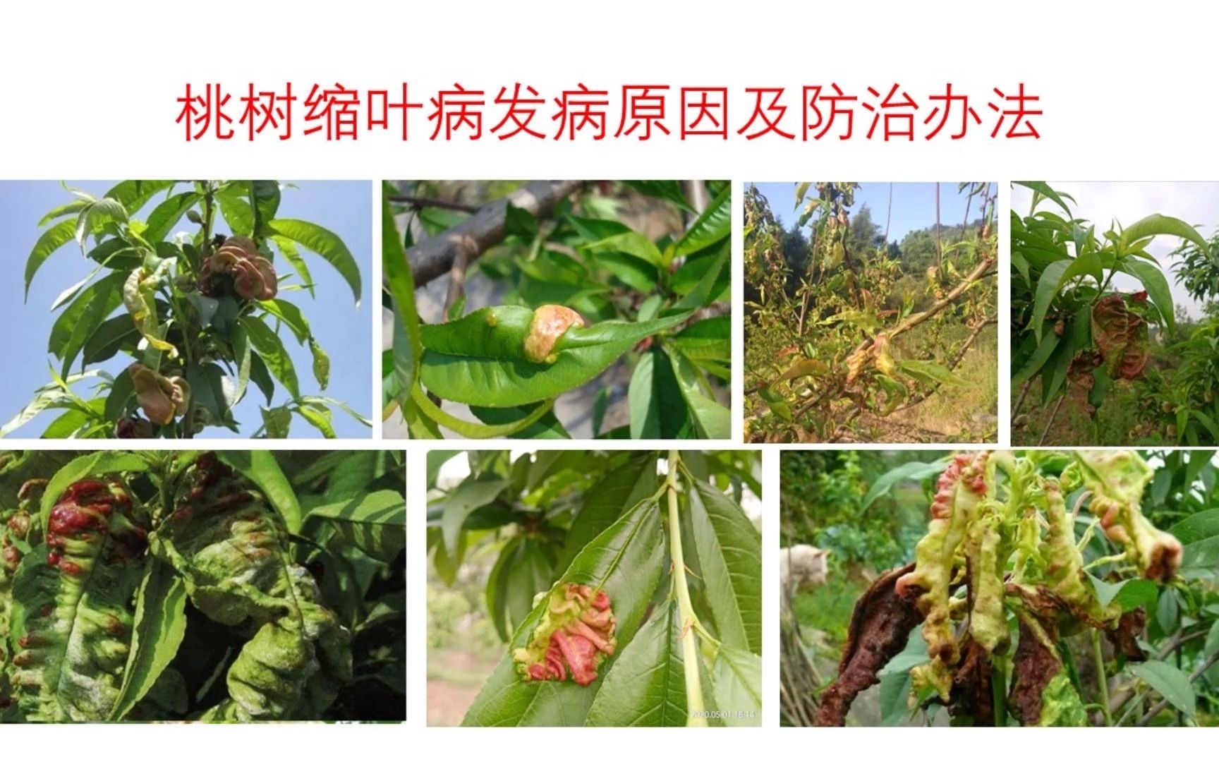 桃树缩叶病影响桃树的树势,导致桃子产量和品质的急速下降,要认真...
