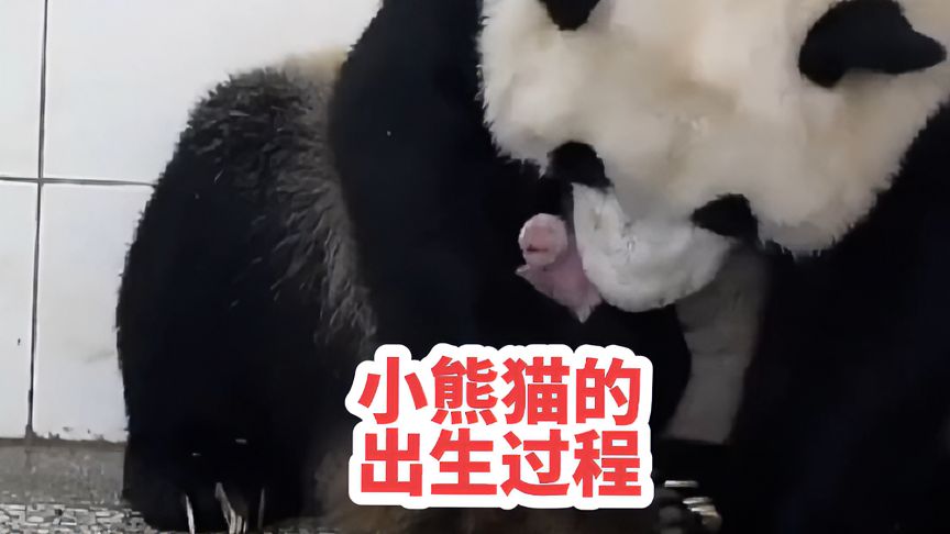 熊猫宝宝的出生过程#动物世界 #熊猫 #熊猫宝宝 #动物零距离