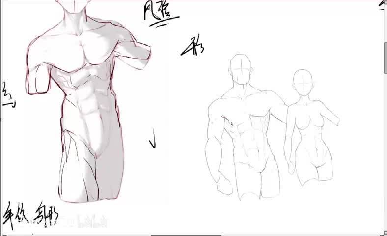 大学六年研究女朋友观察总结出来的人体动态教学经验!