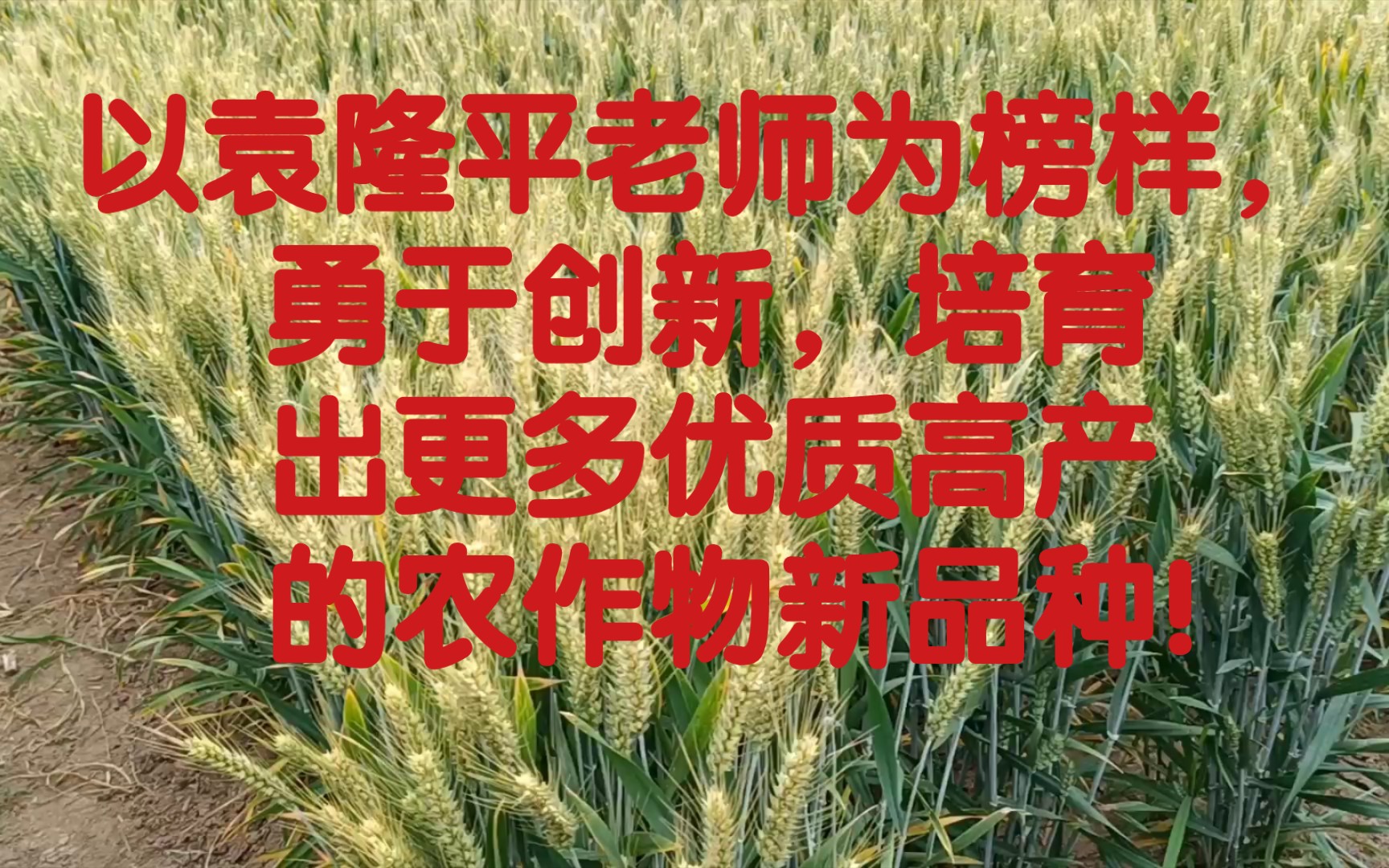 以袁隆平老师为榜样,勇于创新,培育出更多优质高产的农作物新品种