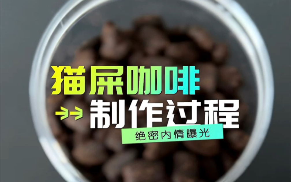 猫屎咖啡豆 制作全过程 绝密内情曝光