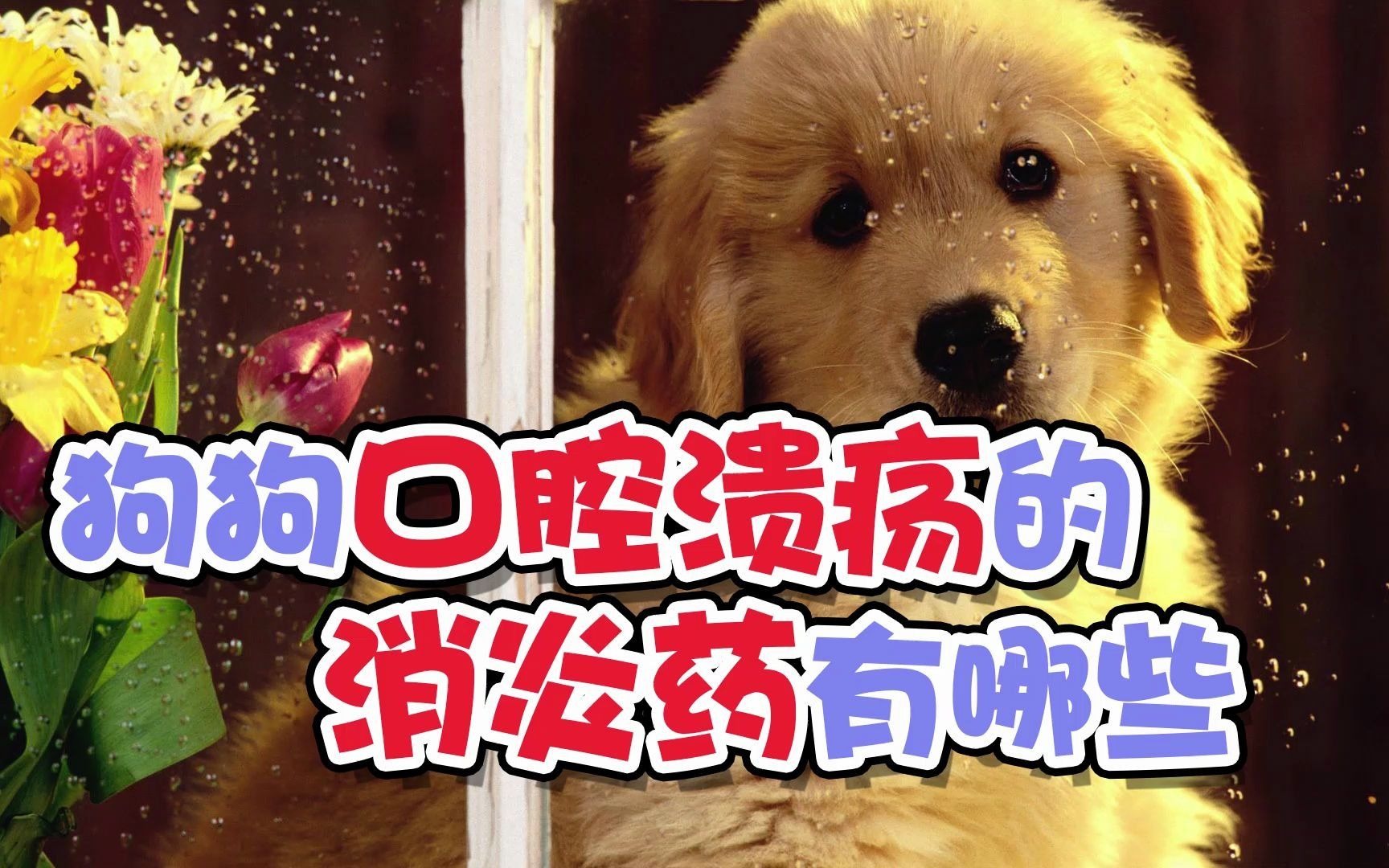 狗狗口腔溃疡的消炎药有哪些