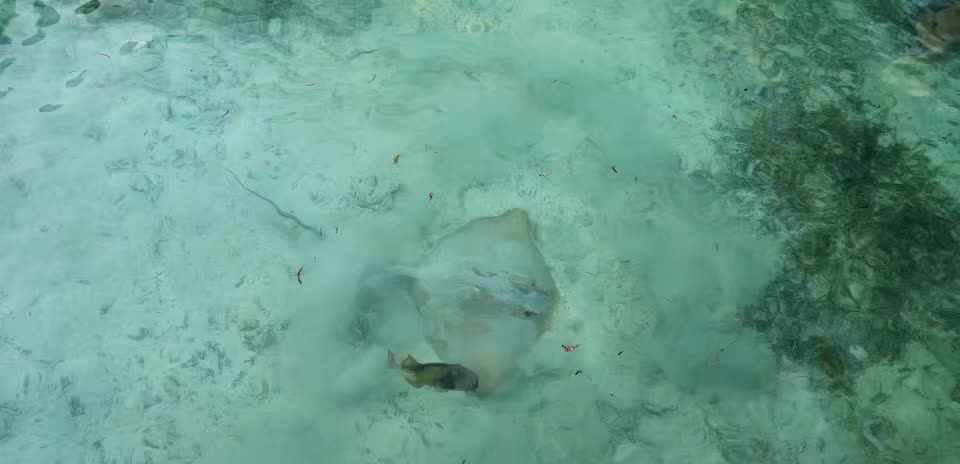 鱼翔浅底,万里海中享自由,问苍茫大地,谁主沉浮?