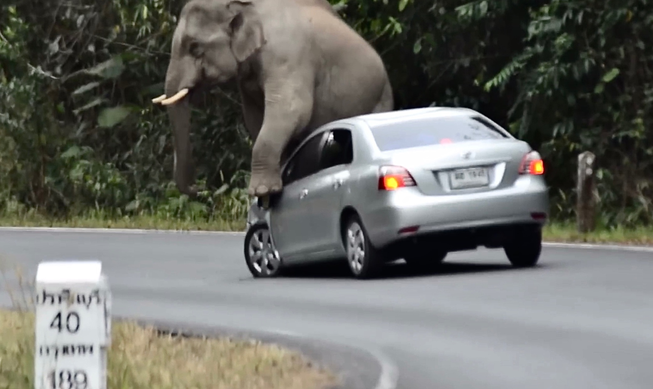 汽车撞倒小象遭象群踩踏,细数大象复仇事件,为何大象会记仇