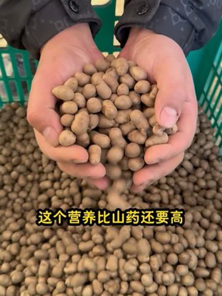 山药豆,比山药的营养还要高,口感软糯香甜,吃不完还可以当种子