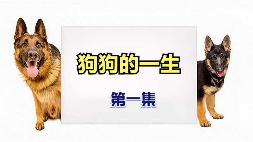 狗狗第五集 请认真看哦。精彩在后面!感人泪奔宠物狗视频