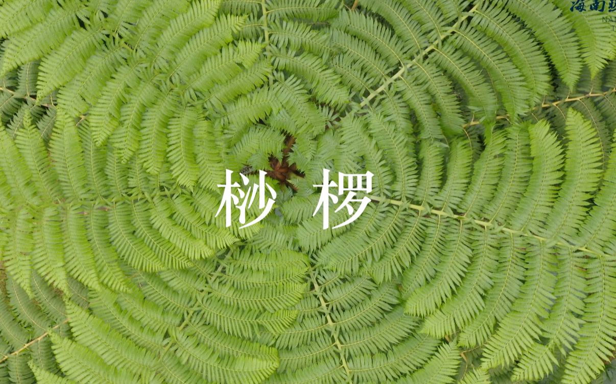 海南热带雨林国家公园科普视频系列 植物篇:桫椤