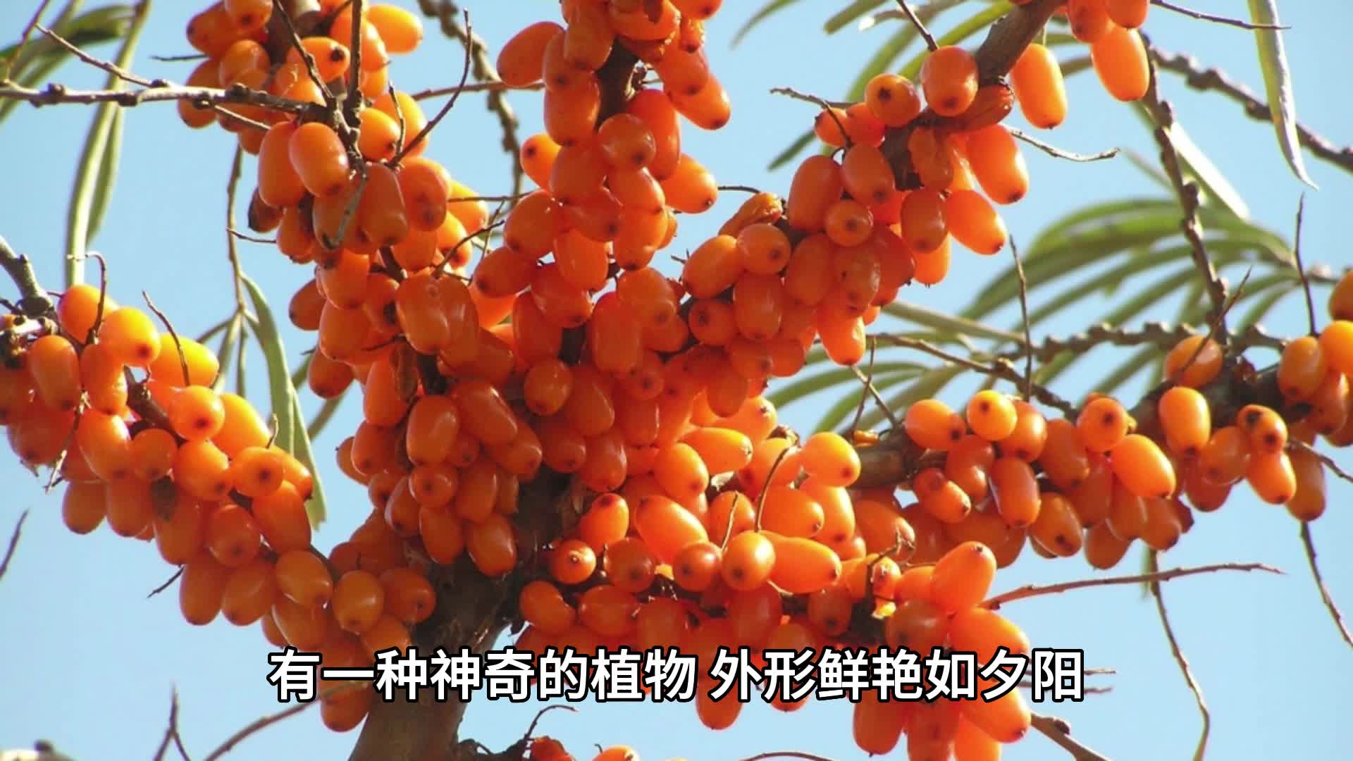 沙棘的好处与功效