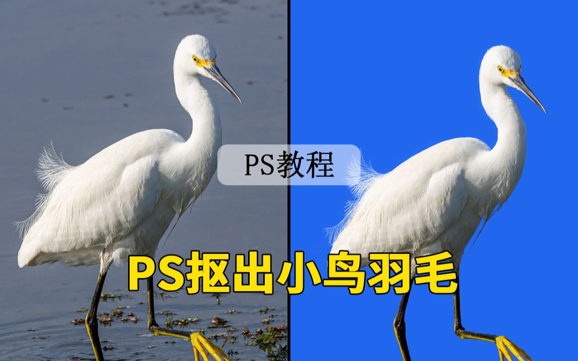 【PS教程】小鸟的羽毛很难抠?不存在的,看我的!