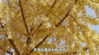 新冠病毒核酸检测使用的实时荧光RT-PCR方法是如何进行检测