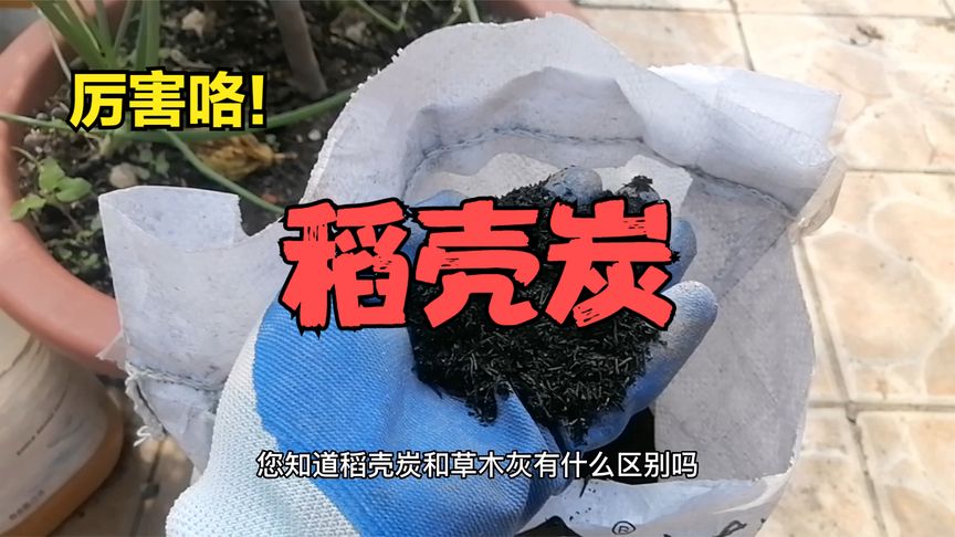 神奇的“稻壳炭”在家庭种植的4大用途,比草木灰好